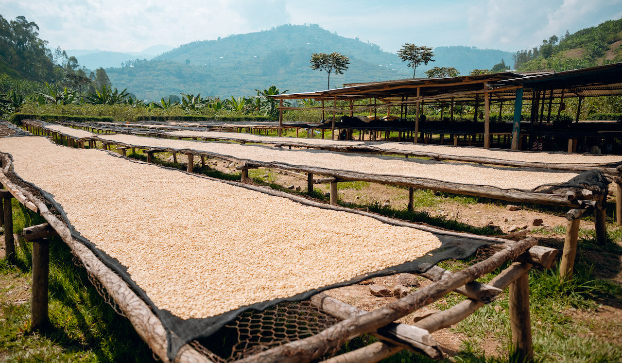 Rwanda Dukorere Kawa Bukure – Driftaway Coffee